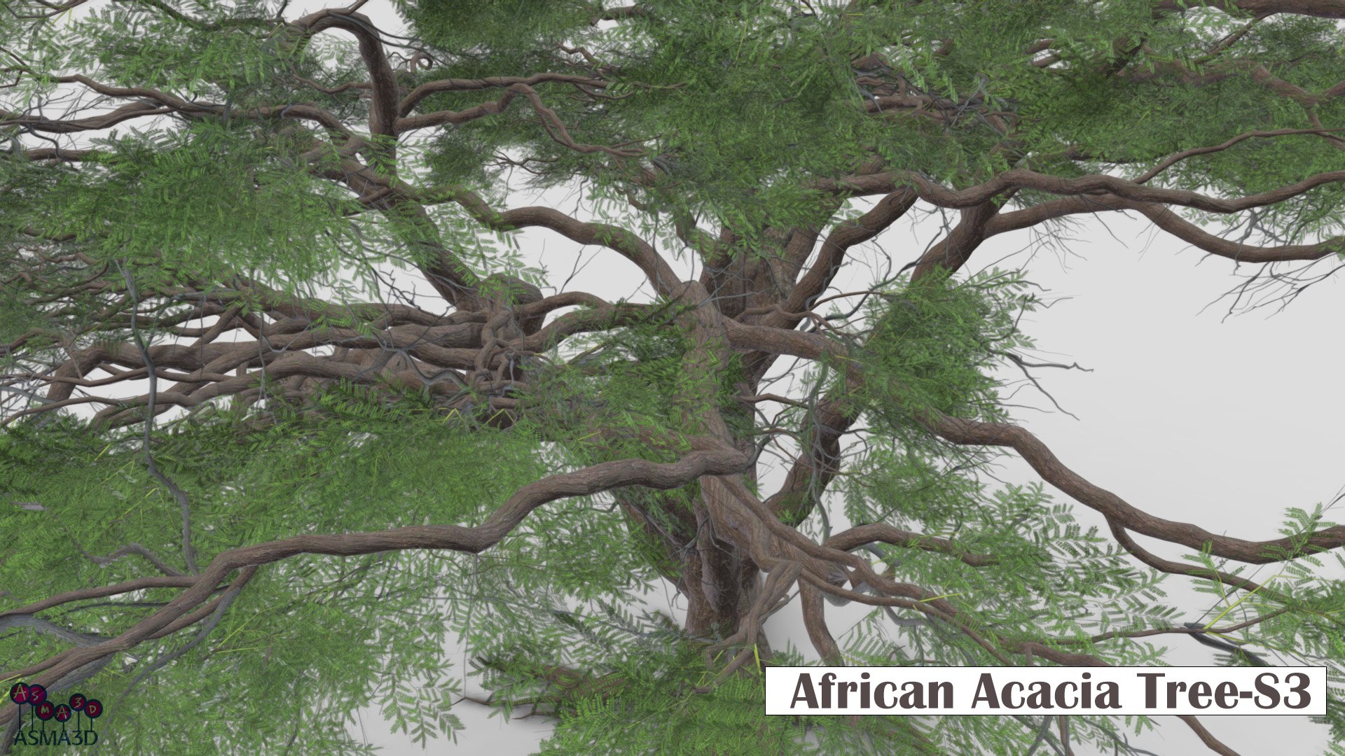 3D African Acacia Tree-S3 - TurboSquid 2202462