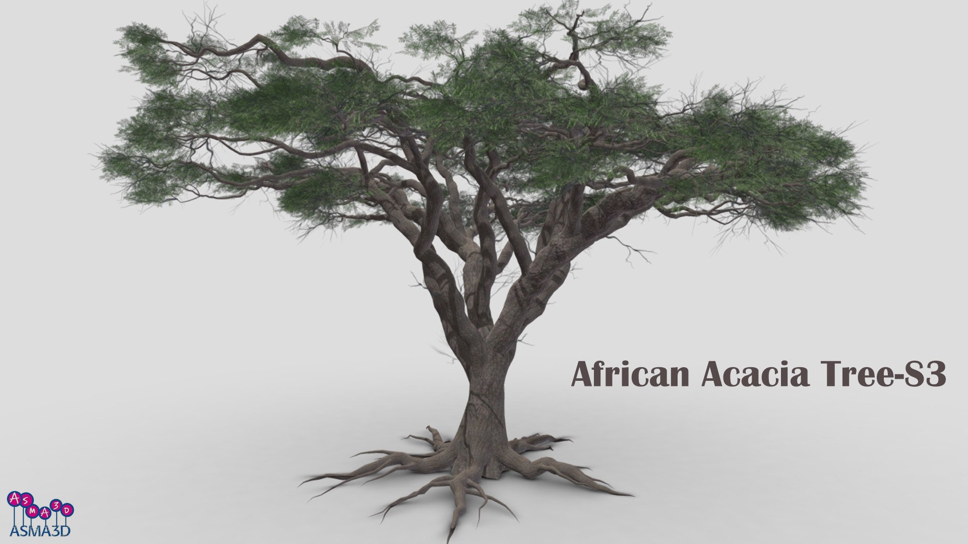 3D African Acacia Tree-S3 - TurboSquid 2202462