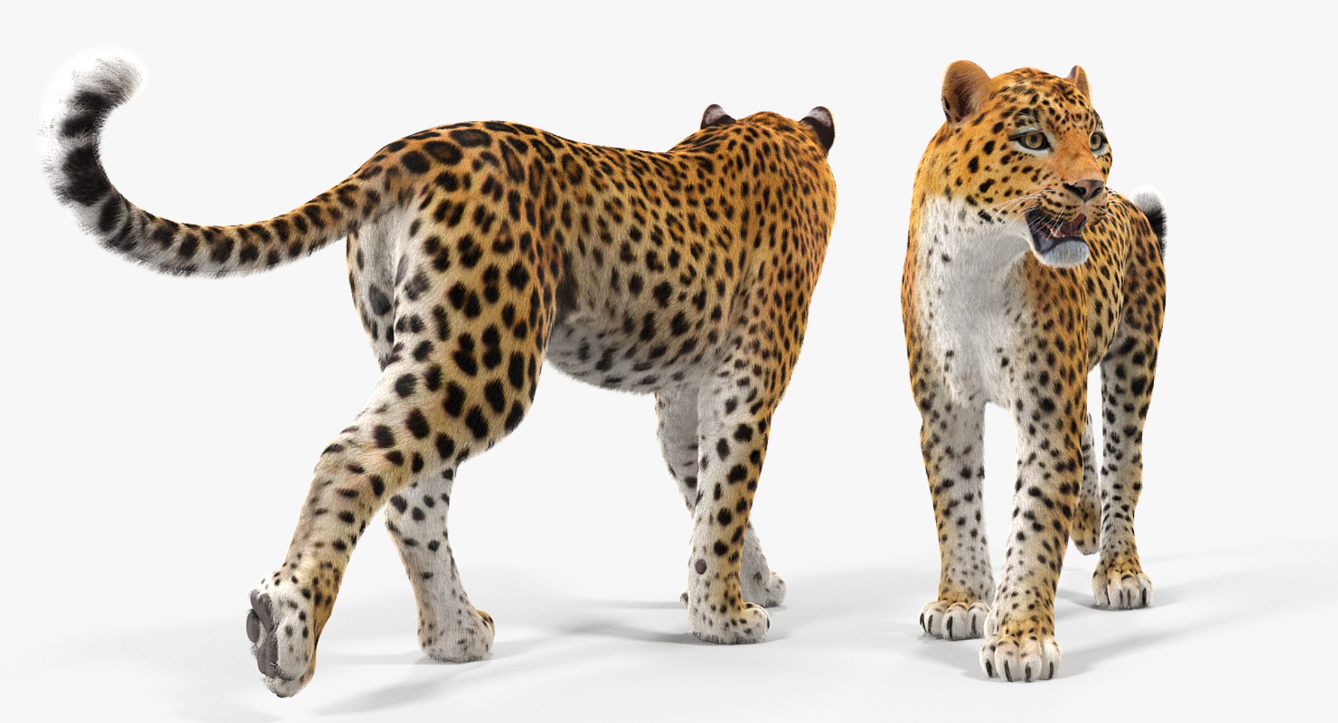 Leopard Walking Pose Fur 3D Model - TurboSquid 1297541