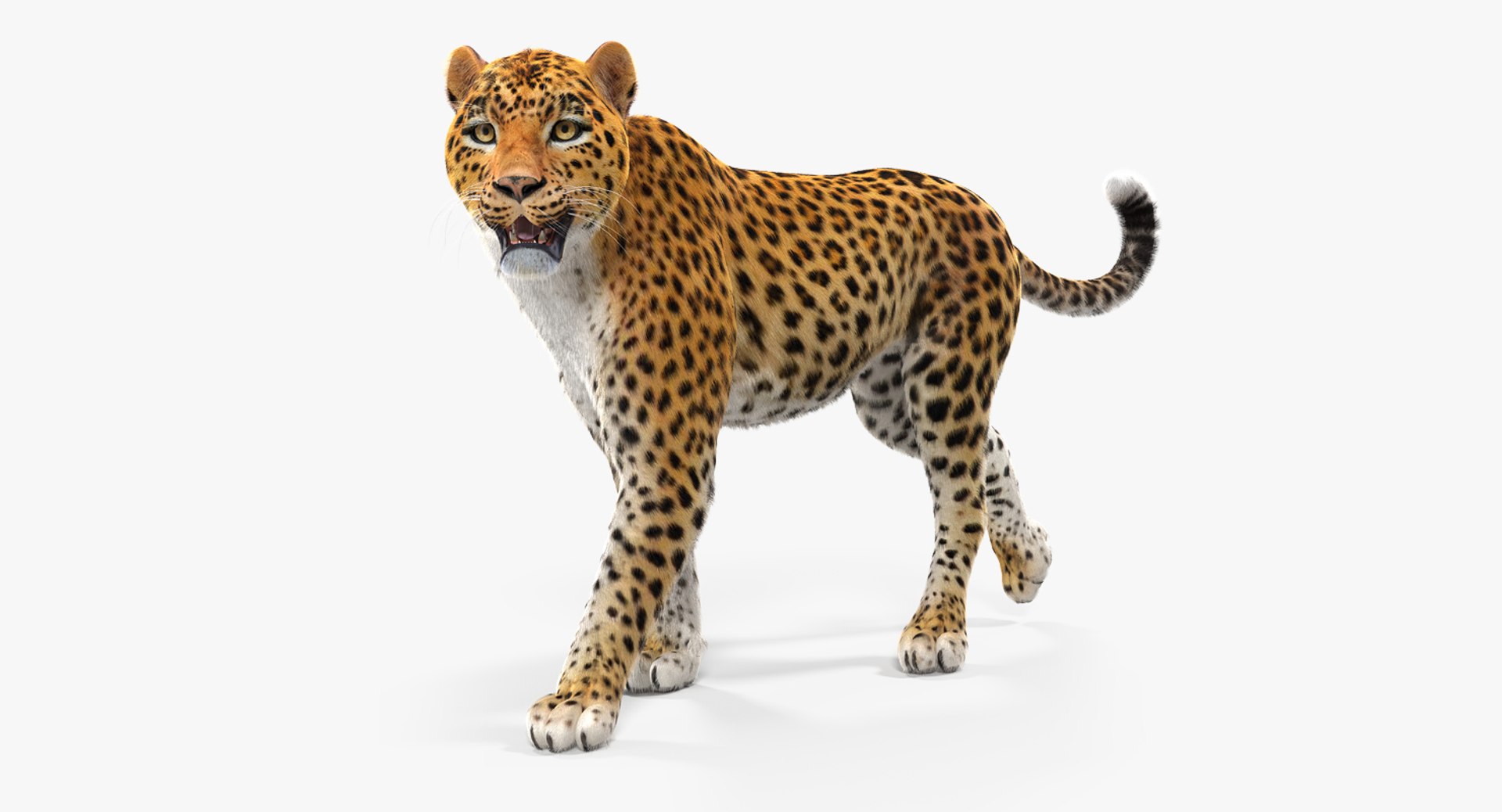 Leopard Walking Pose Fur 3D Model - TurboSquid 1297541