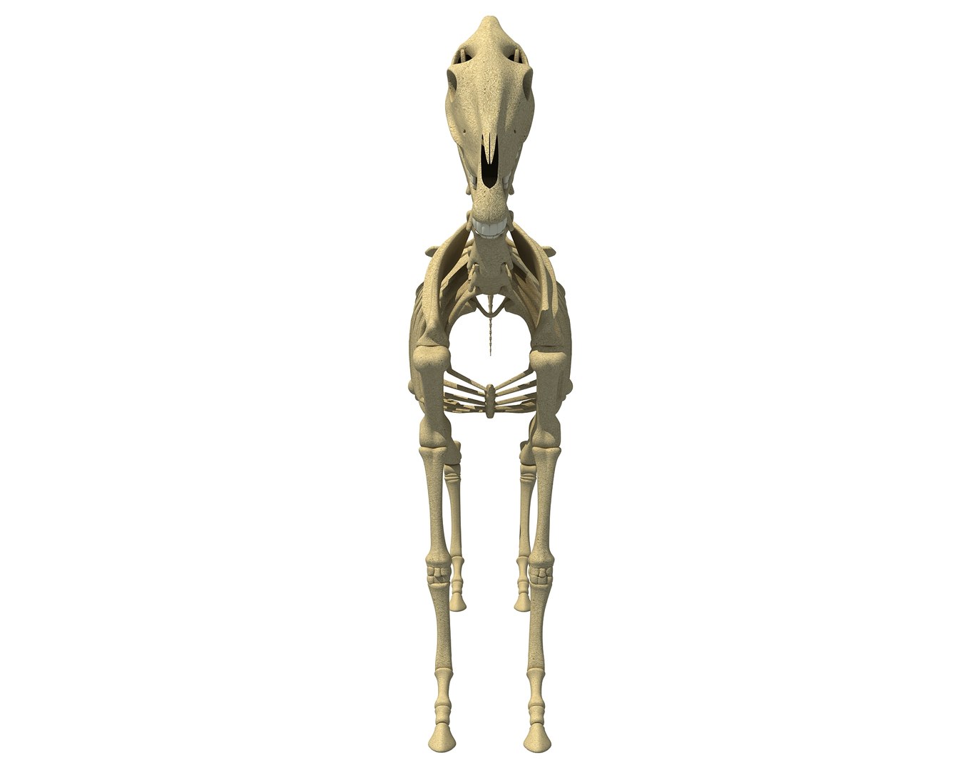 Donkey Skeleton Animal 3d Lwo