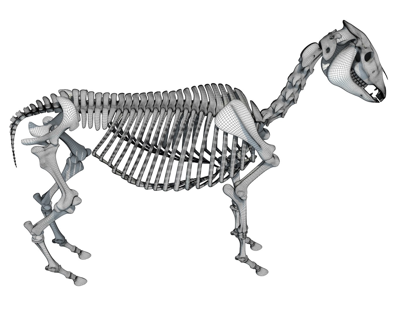Donkey Skeleton Animal 3d Lwo