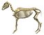 Donkey Skeleton Animal 3d Lwo