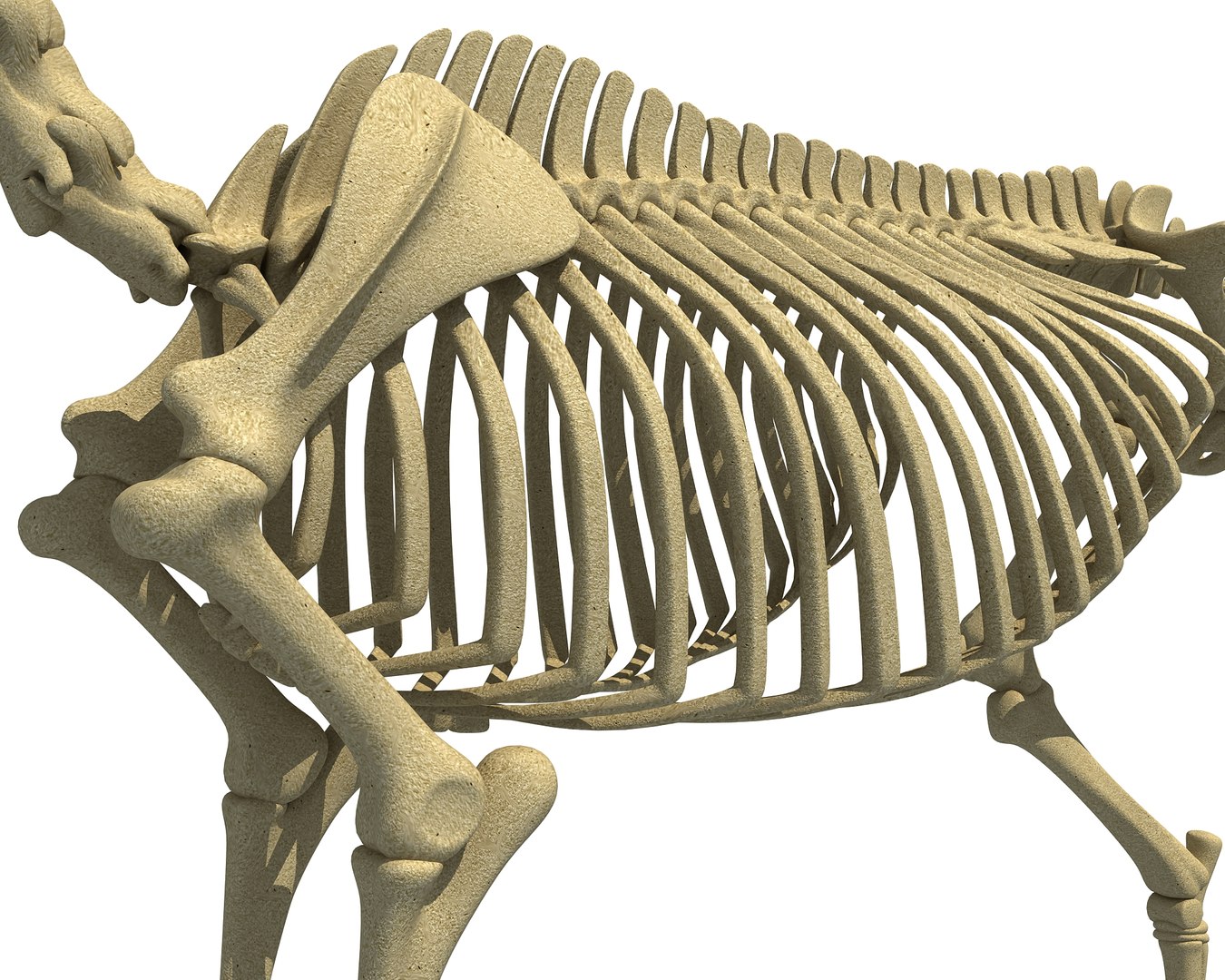 Donkey Skeleton Animal 3d Lwo