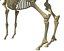 Donkey Skeleton Animal 3d Lwo