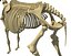 Donkey Skeleton Animal 3d Lwo