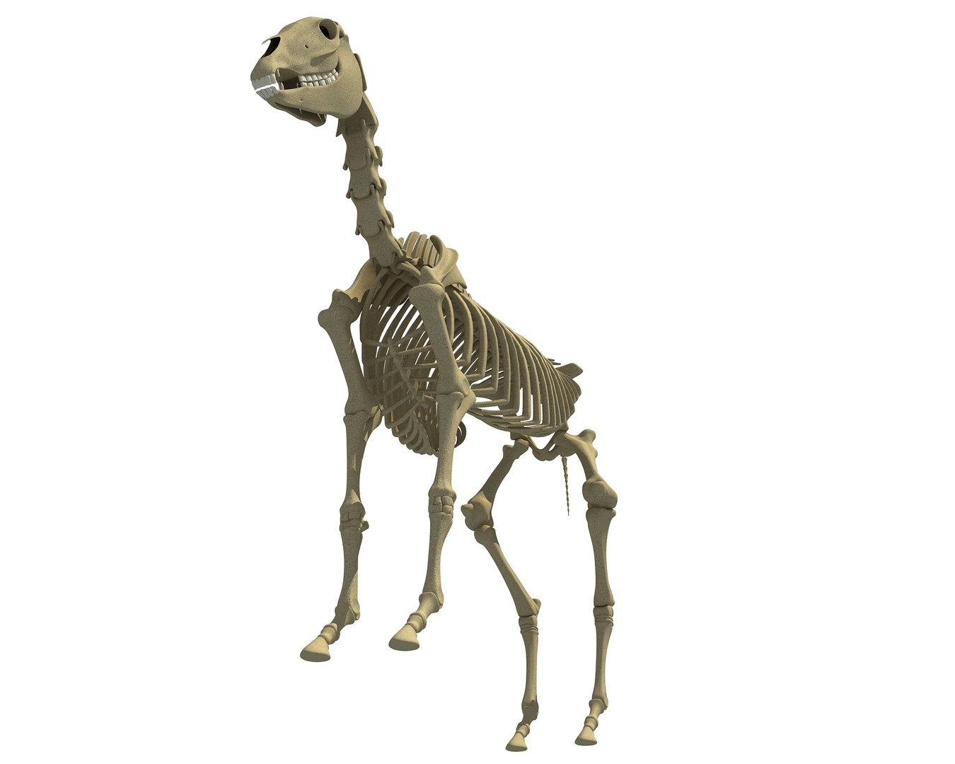 Donkey Skeleton Animal 3d Lwo