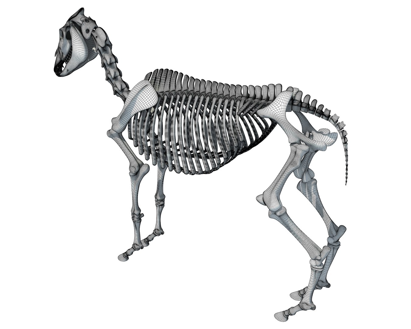 Donkey Skeleton Animal 3d Lwo