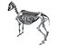 Donkey Skeleton Animal 3d Lwo