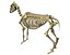 Donkey Skeleton Animal 3d Lwo