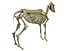 Donkey Skeleton Animal 3d Lwo