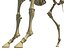 Donkey Skeleton Animal 3d Lwo