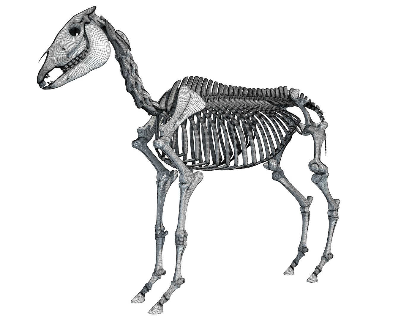 Donkey Skeleton Animal 3d Lwo