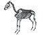 Donkey Skeleton Animal 3d Lwo