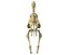 Donkey Skeleton Animal 3d Lwo