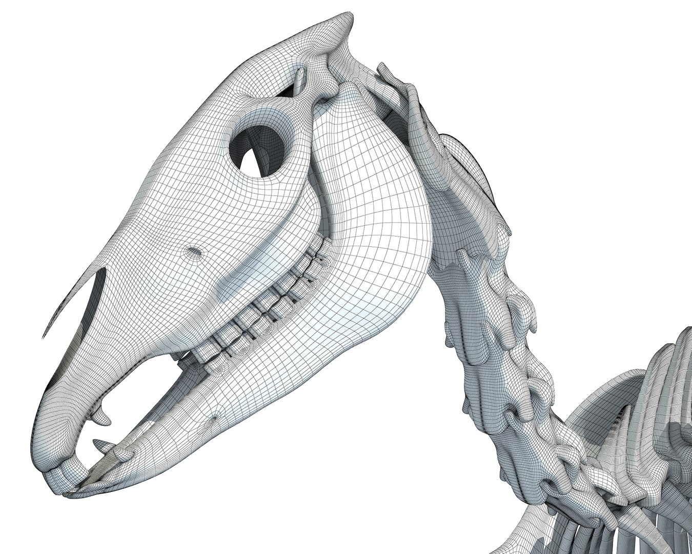Donkey Skeleton Animal 3d Lwo