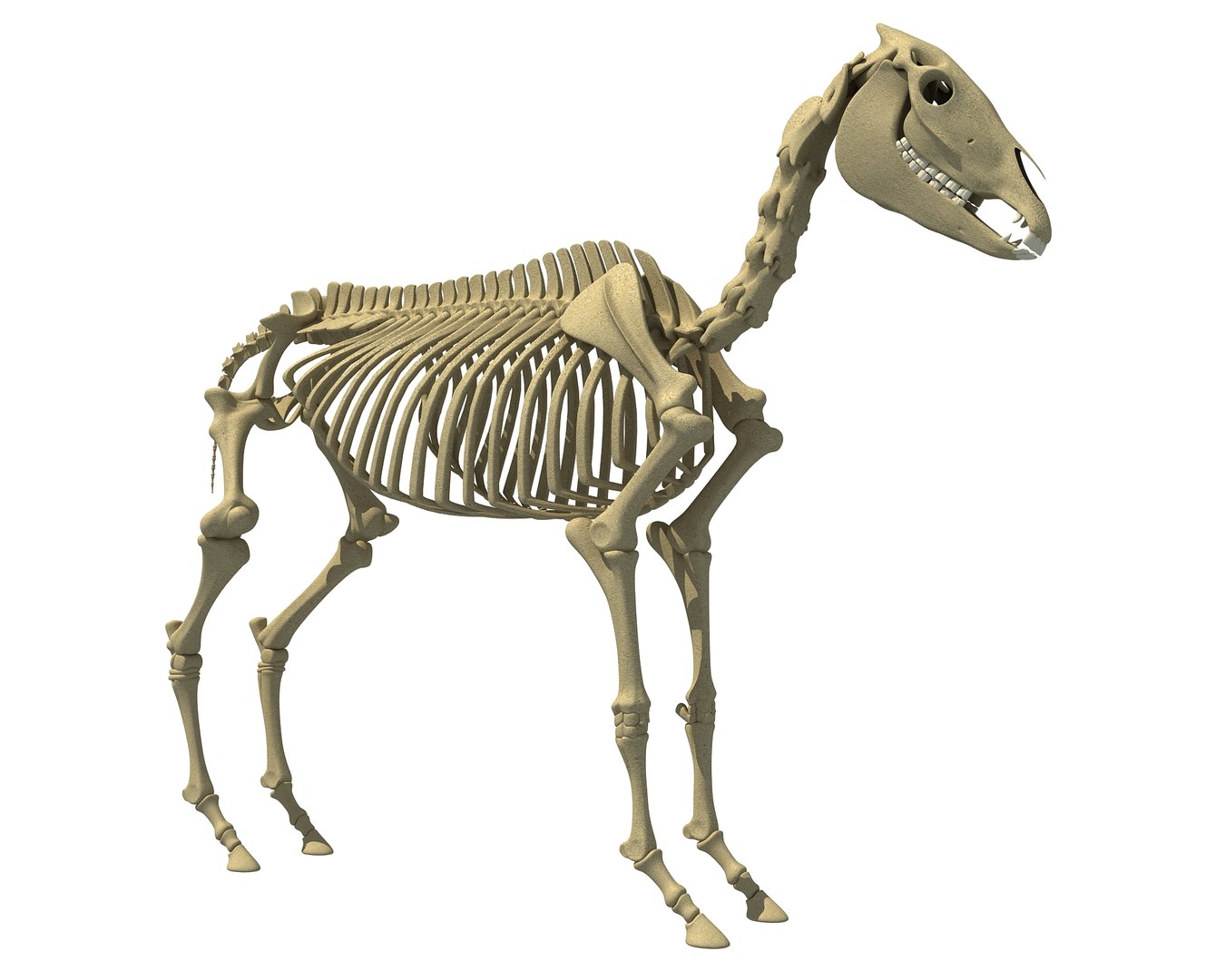 Donkey Skeleton Animal 3d Lwo