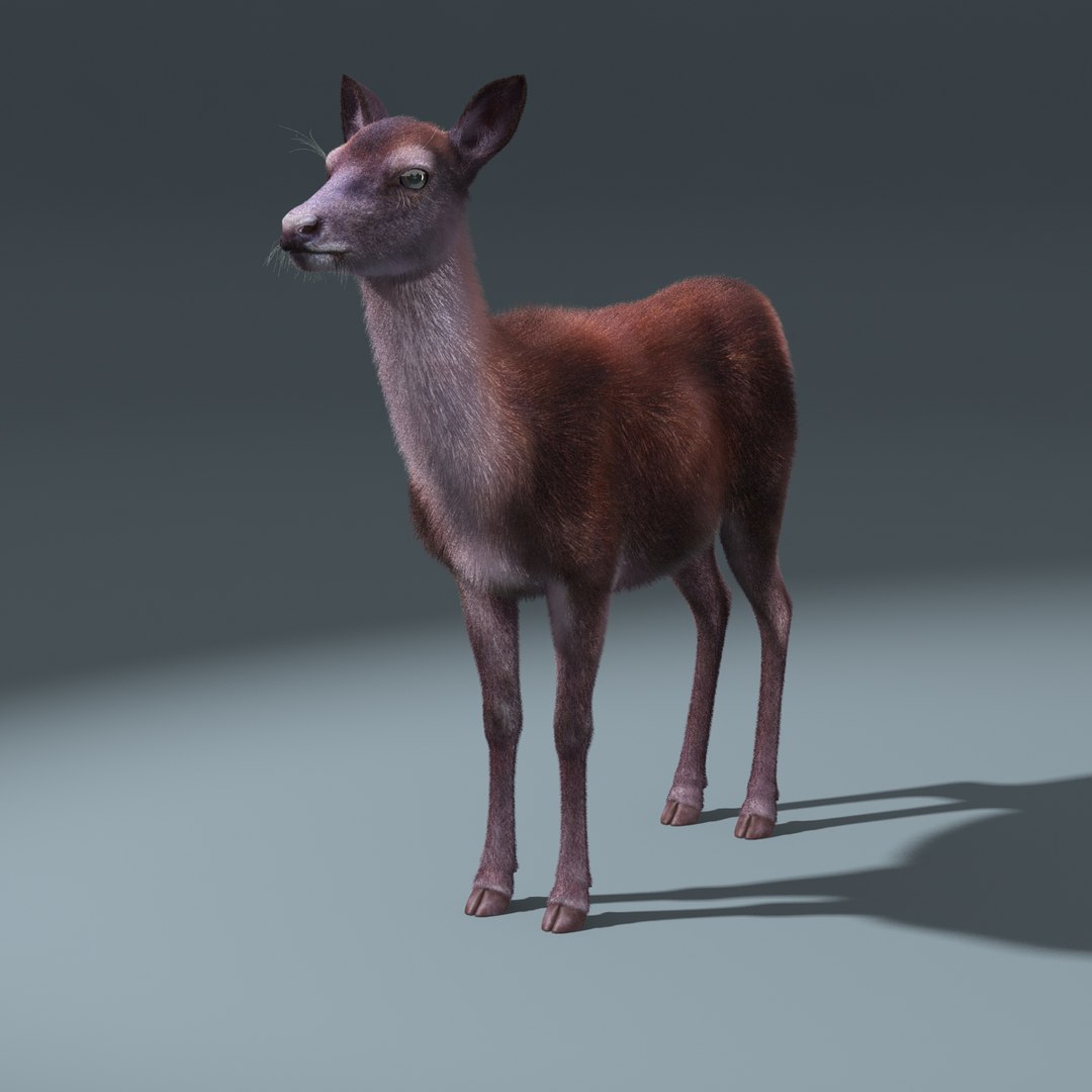 Red Deer Doe Fur 3d Model