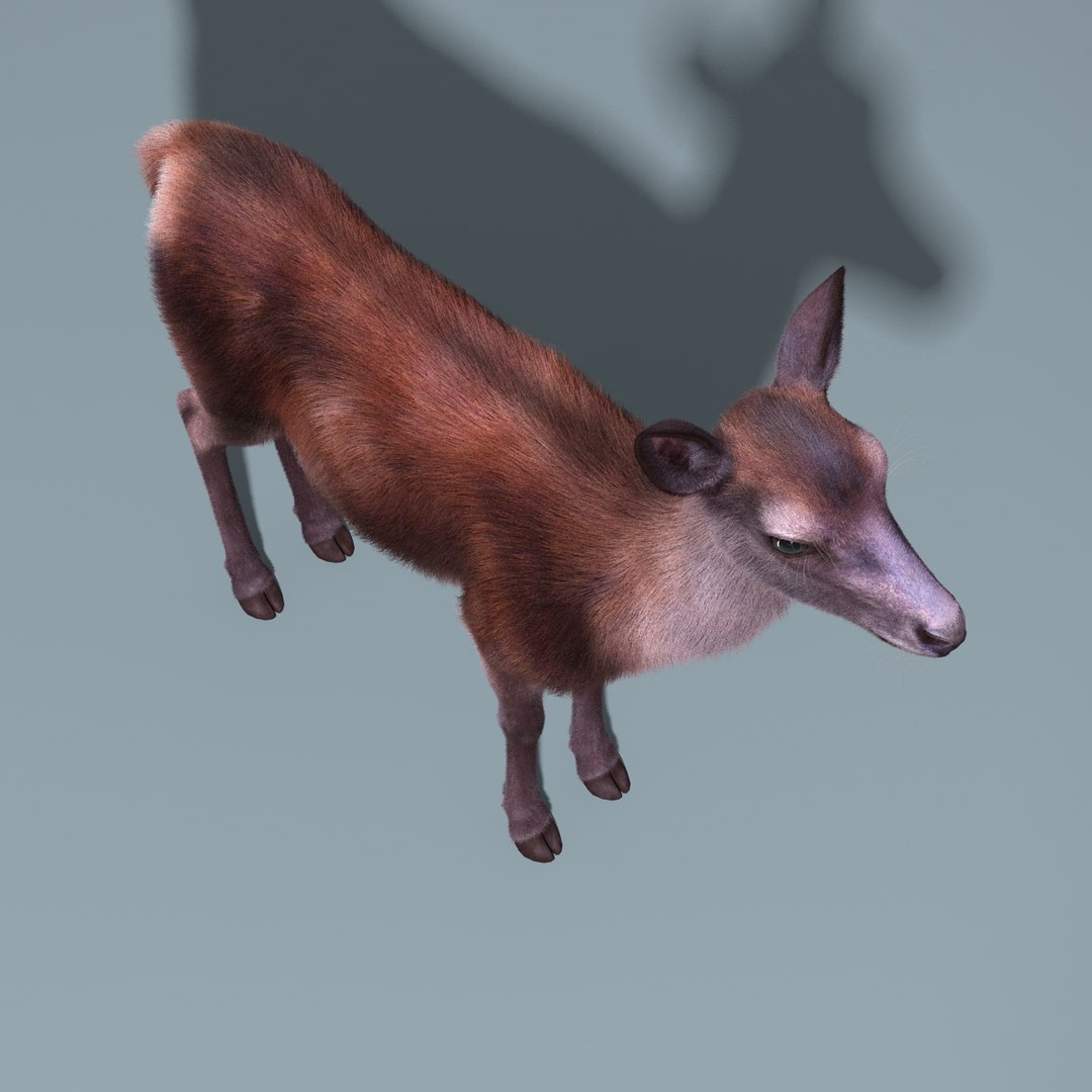 Red Deer Doe Fur 3d Model