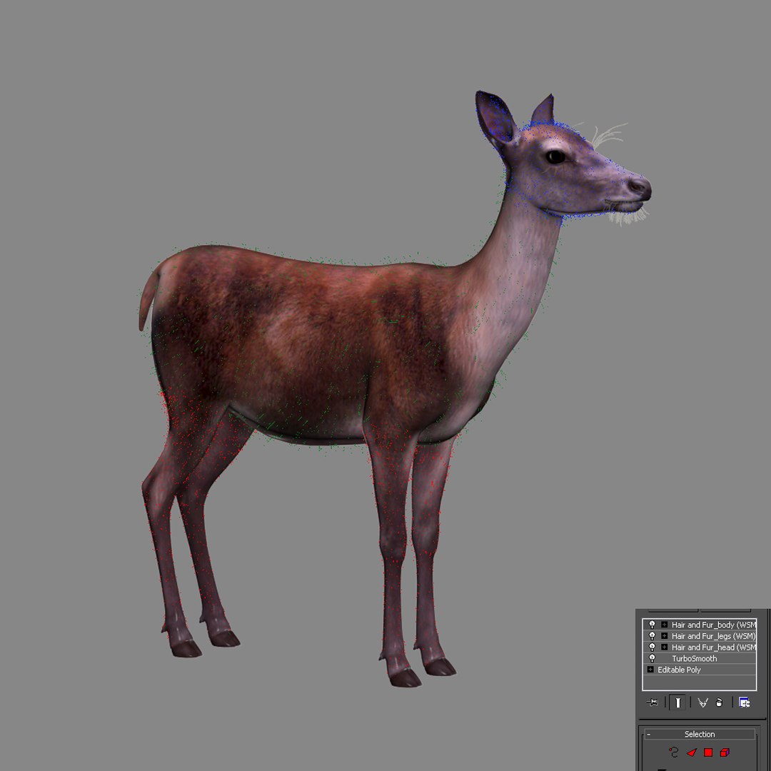 Red Deer Doe Fur 3d Model