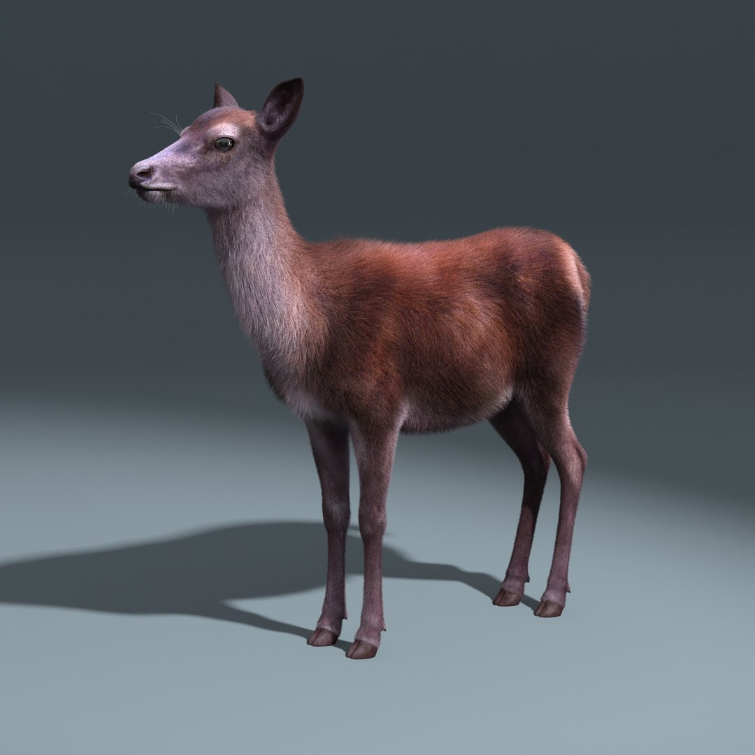 Red Deer Doe Fur 3d Model