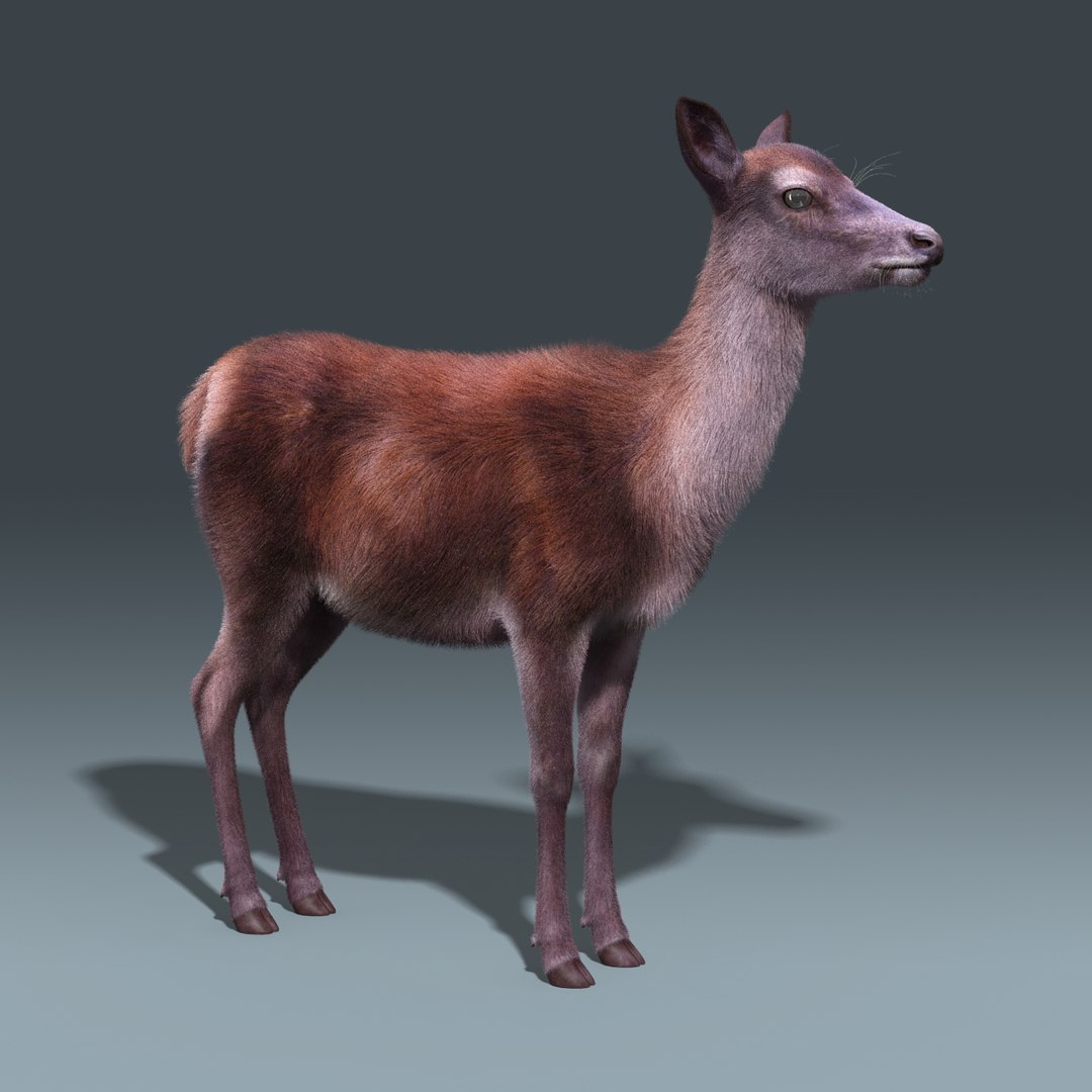 Red Deer Doe Fur 3d Model