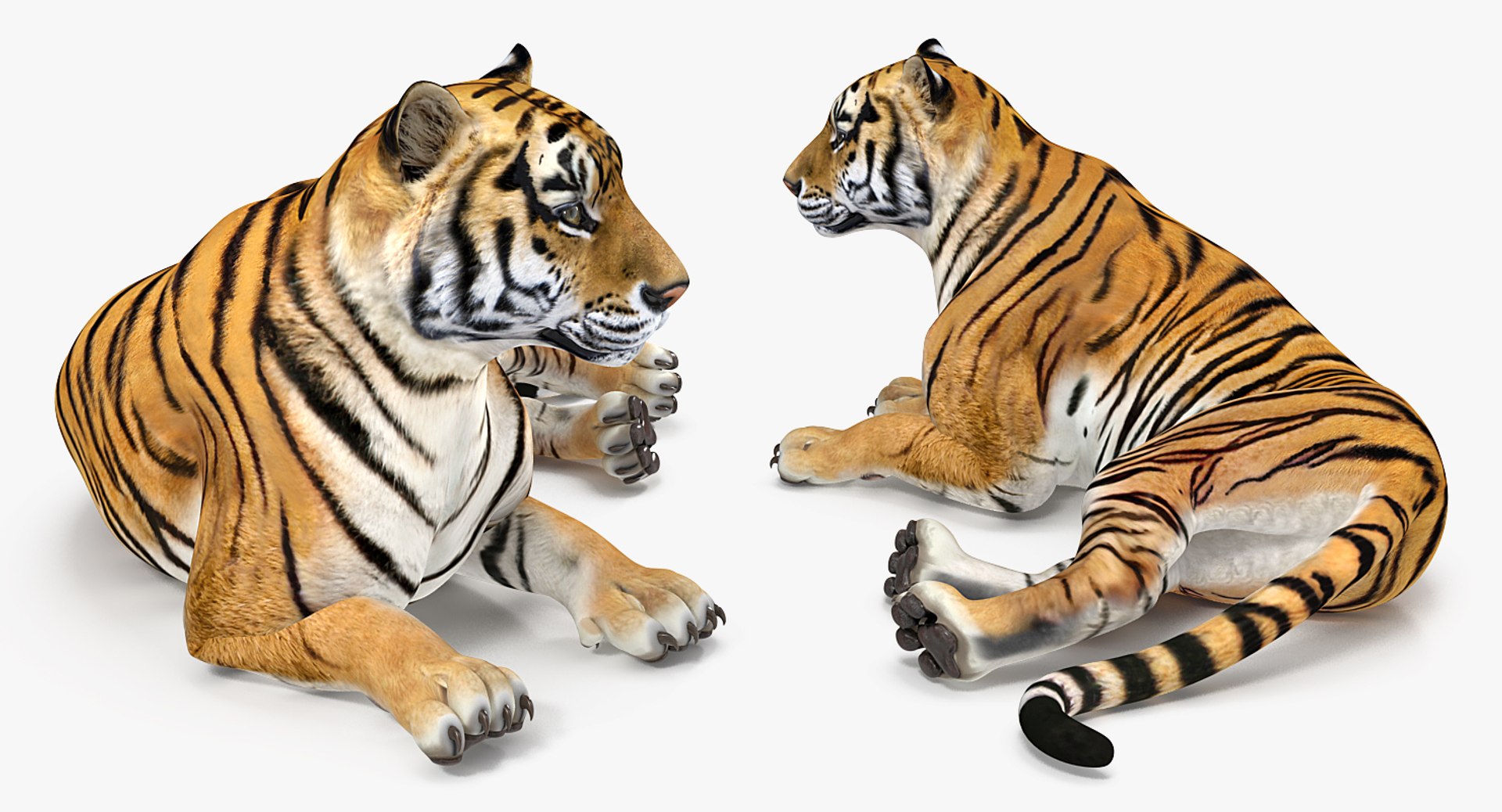 Tiger rigged 3D model - TurboSquid 1275414