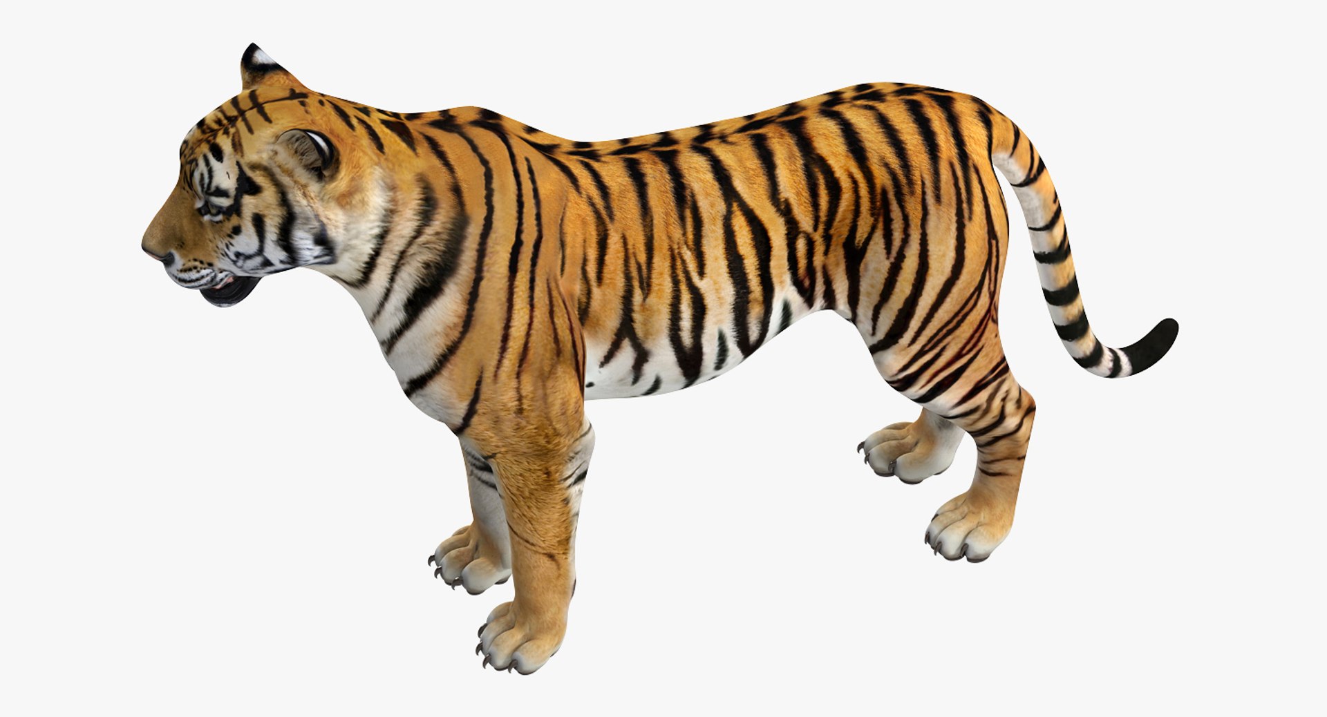 Tiger rigged 3D model - TurboSquid 1275414