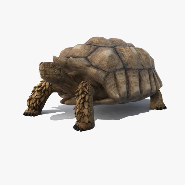 Turtle 3D Models for Download | TurboSquid