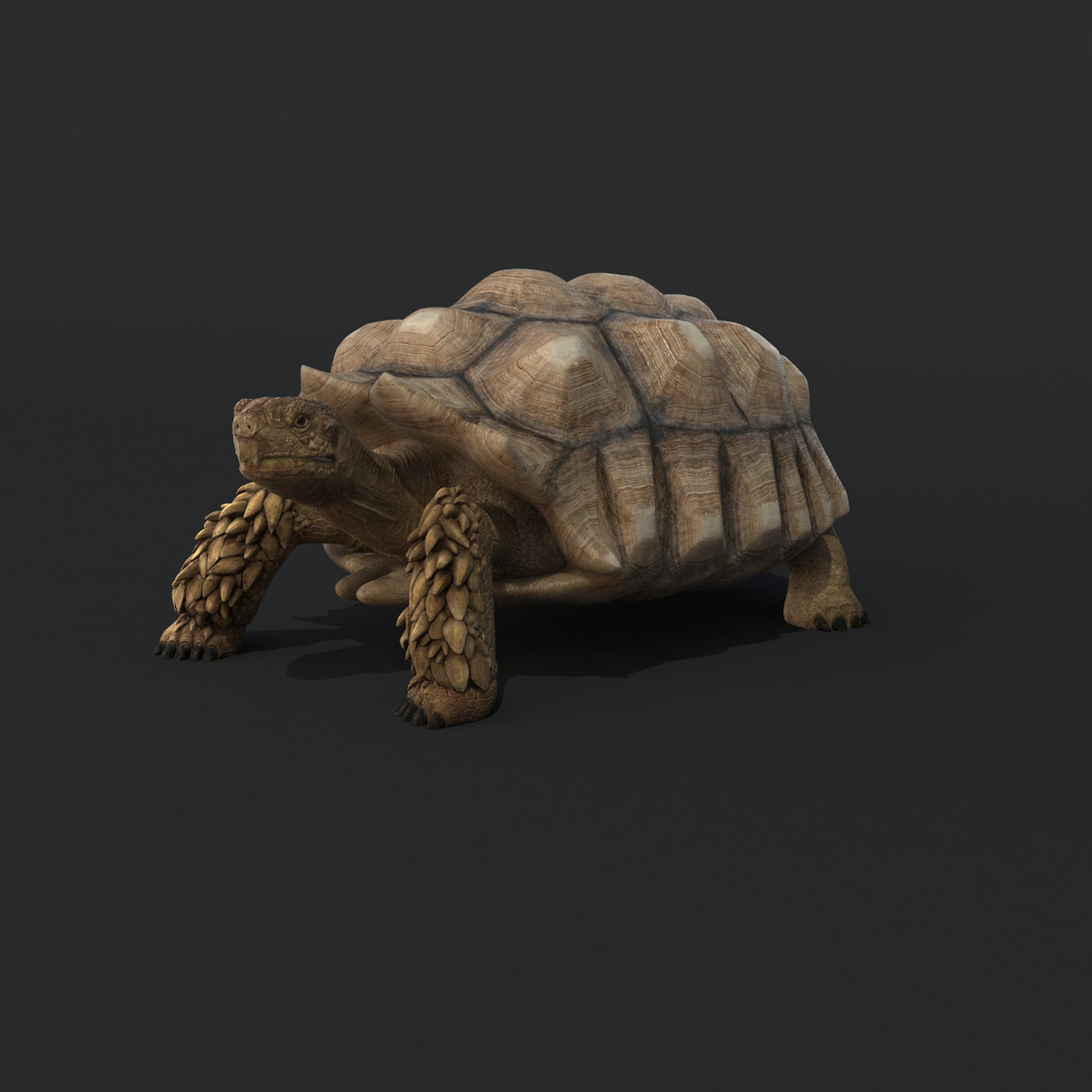 Realistic Turtle Rig Tortoise Shell Max