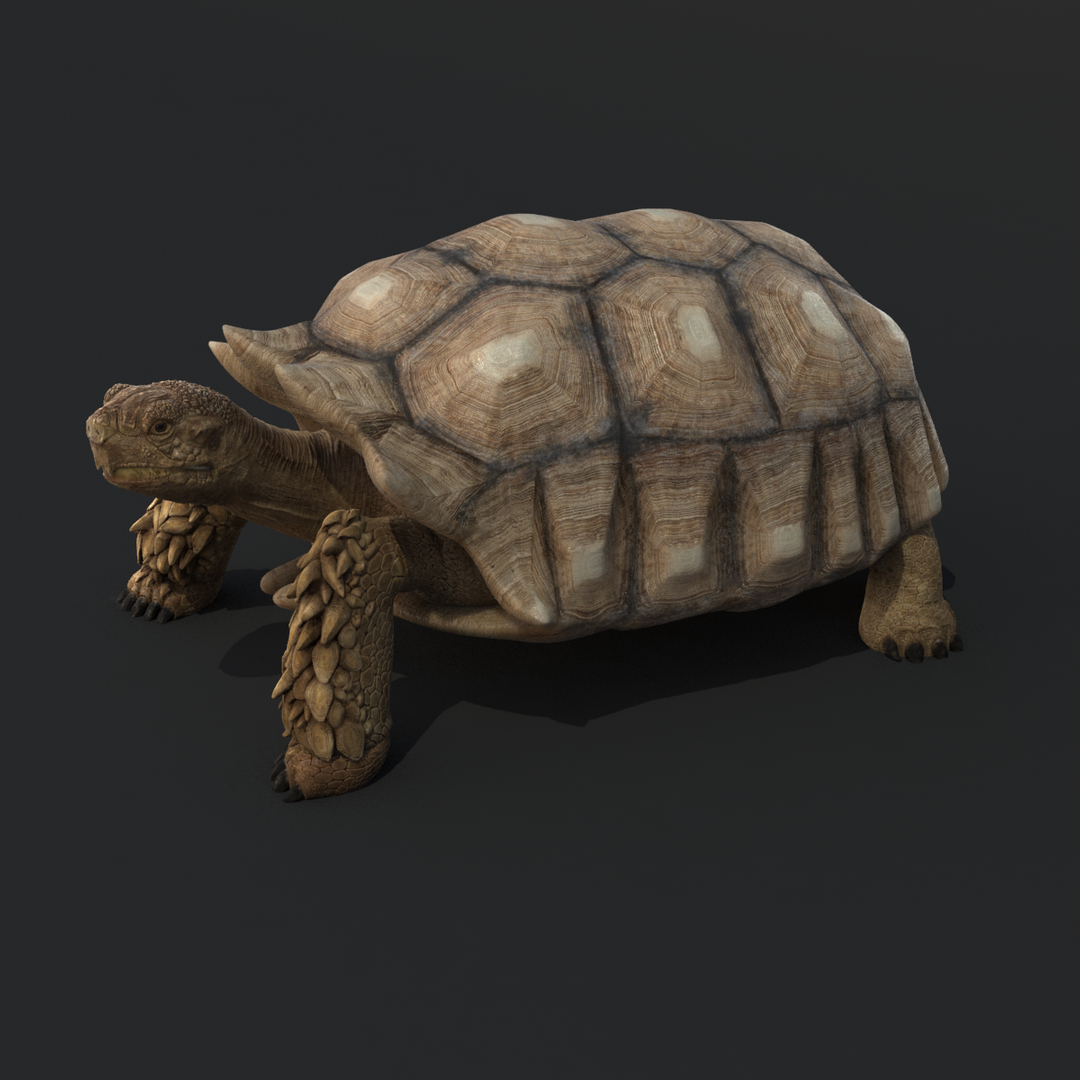 Realistic Turtle Rig Tortoise Shell Max
