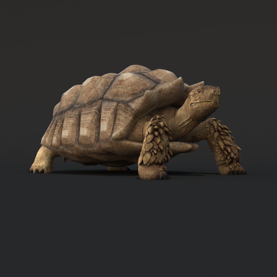 Realistic Turtle Rig Tortoise Shell Max