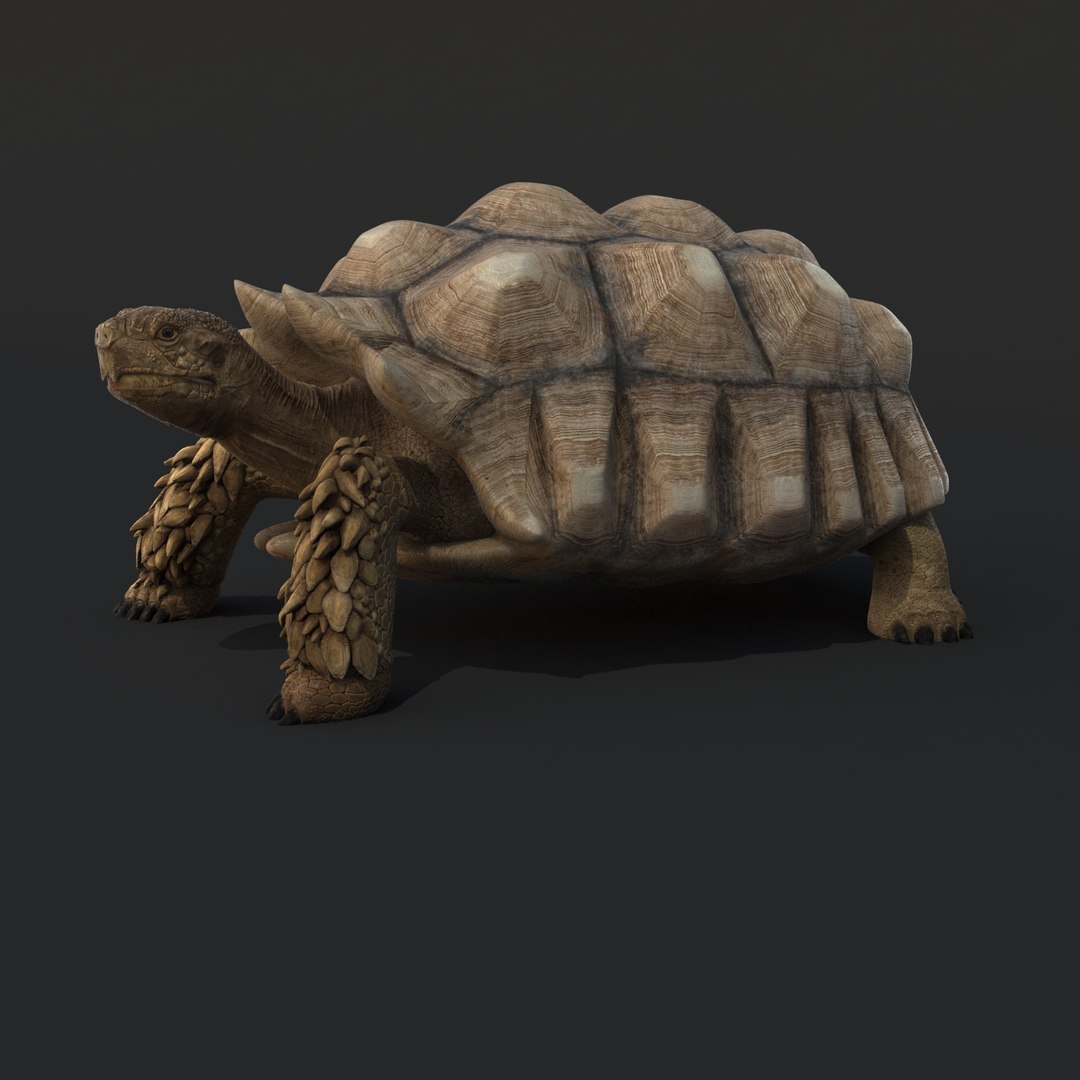 Realistic Turtle Rig Tortoise Shell Max