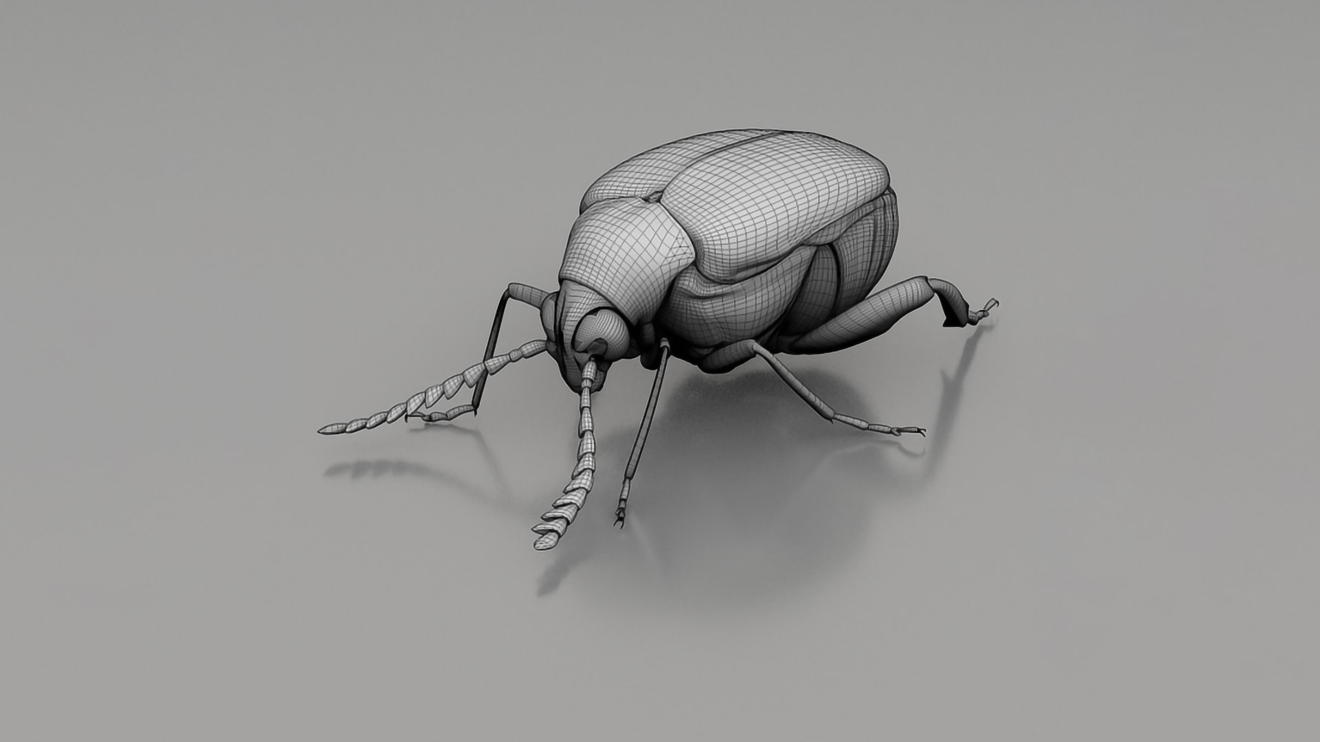 3D Realistic Insects Pack - Volume 01 - TurboSquid 2376991