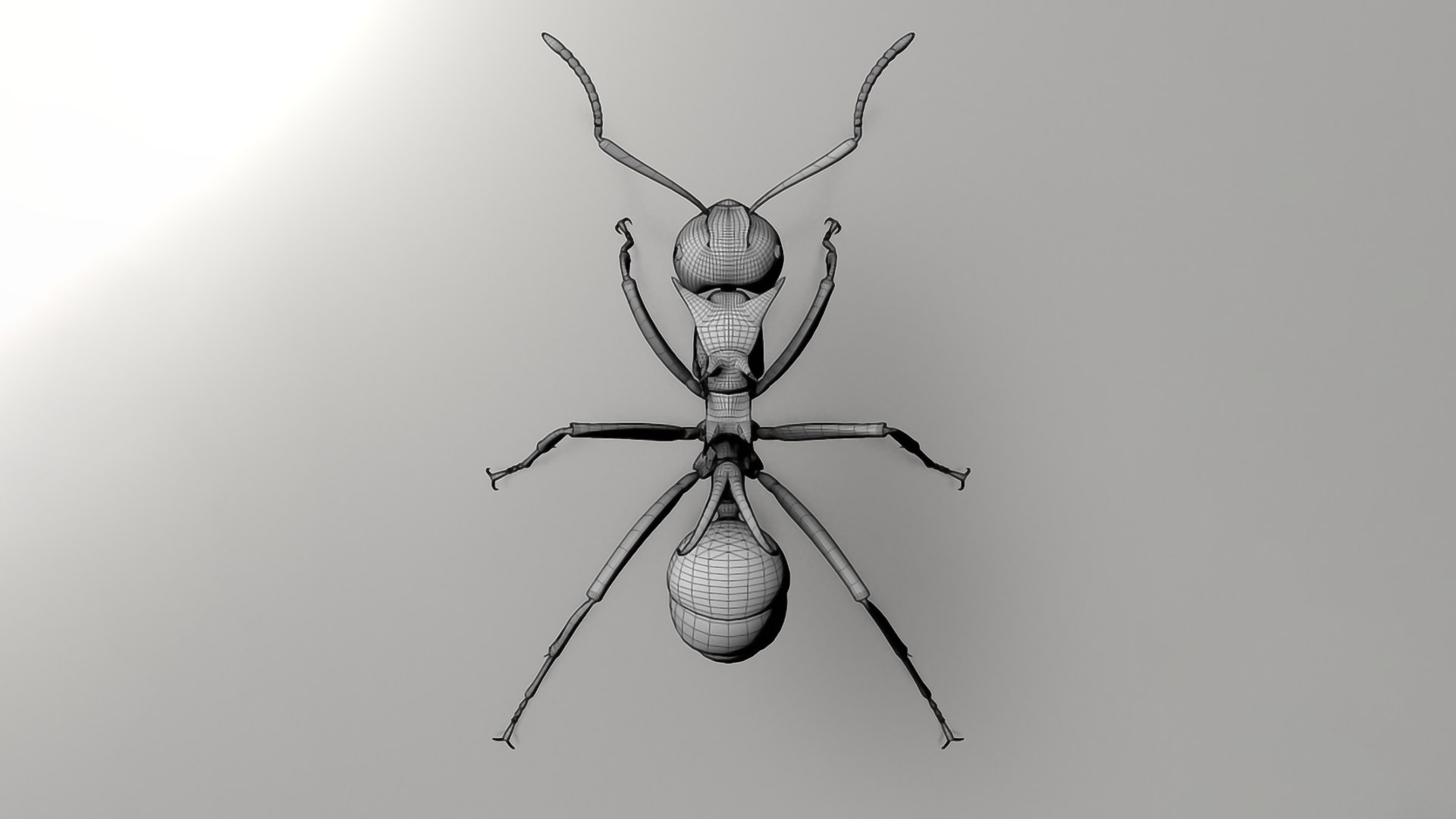 3D Realistic Insects Pack - Volume 01 - TurboSquid 2376991