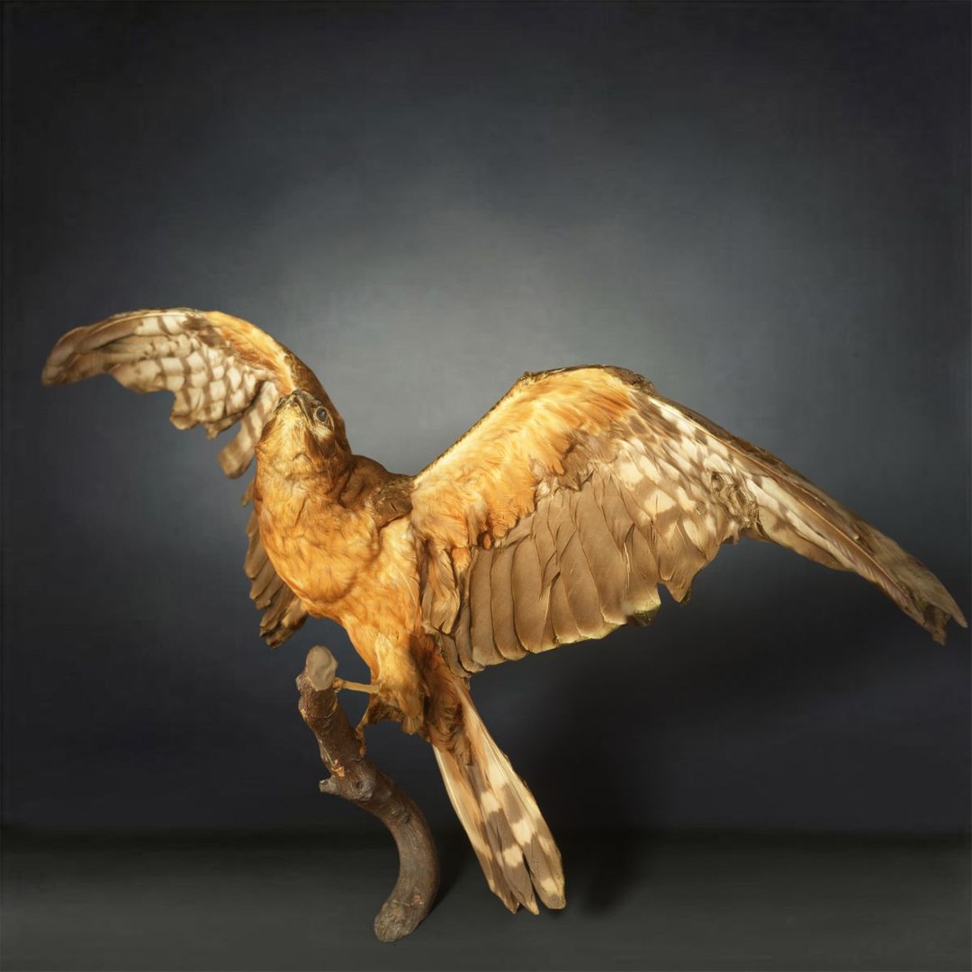 Animal Digital Photogrammetry 3D - TurboSquid 1163023