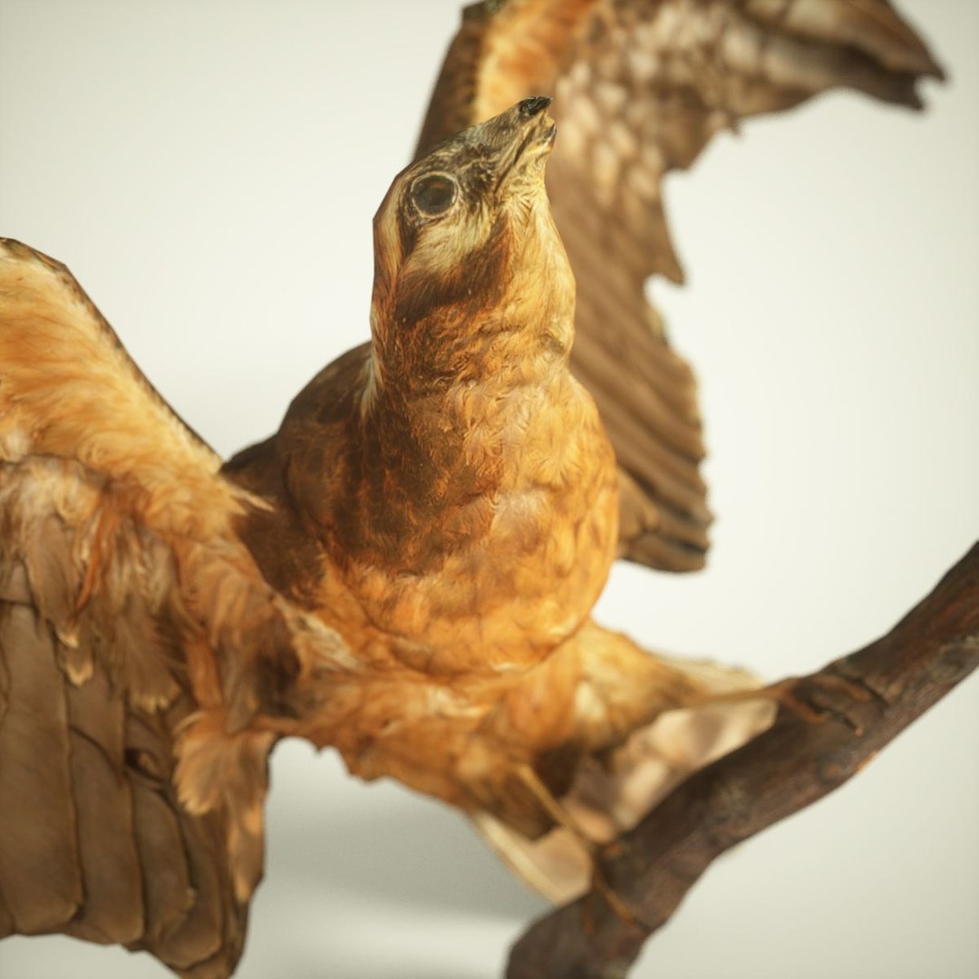 Animal Digital Photogrammetry 3D - TurboSquid 1163023