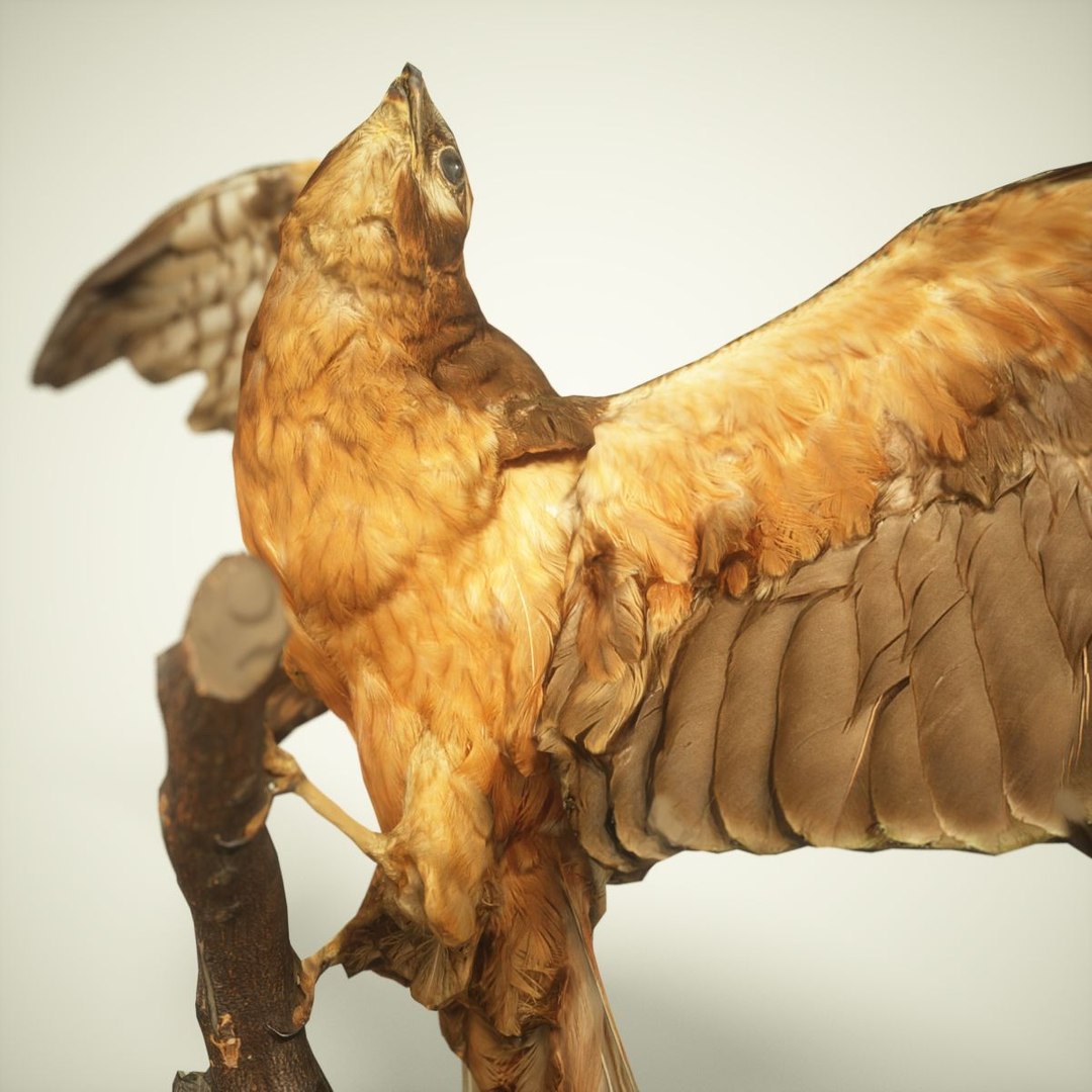 Animal Digital Photogrammetry 3D - TurboSquid 1163023