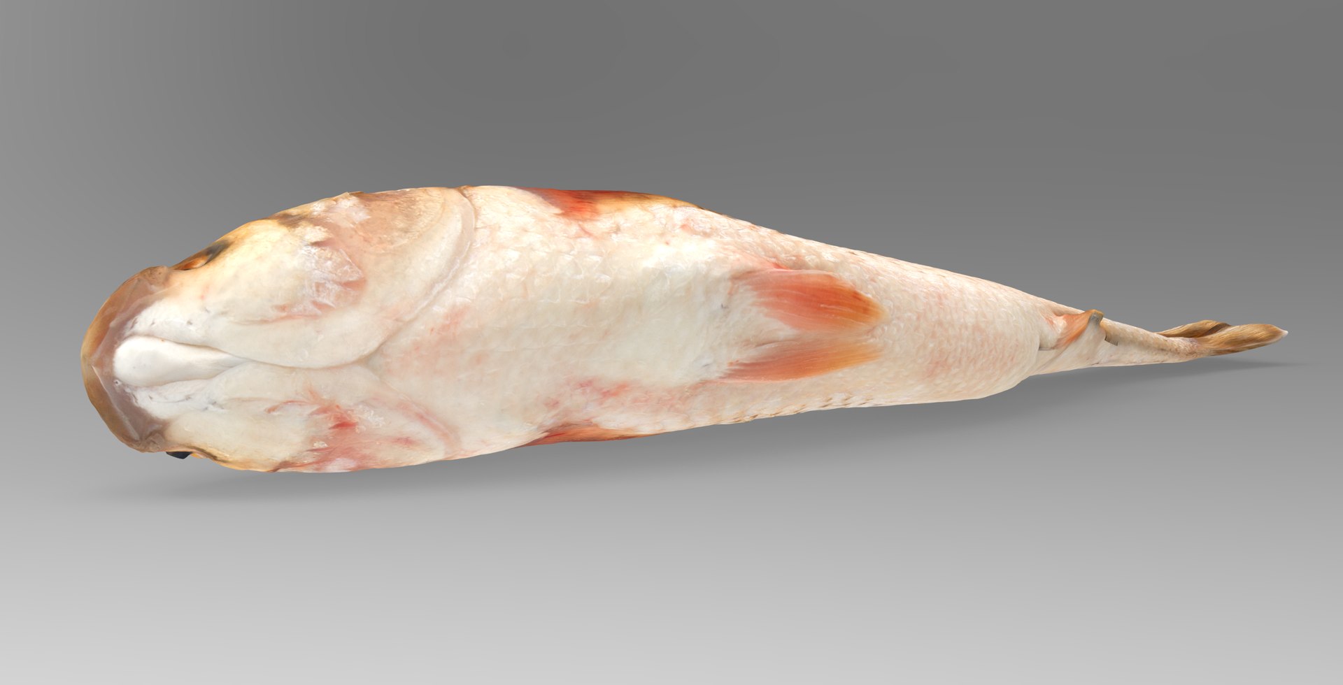 3D The mullets or grey mullets fish model - TurboSquid 2174657