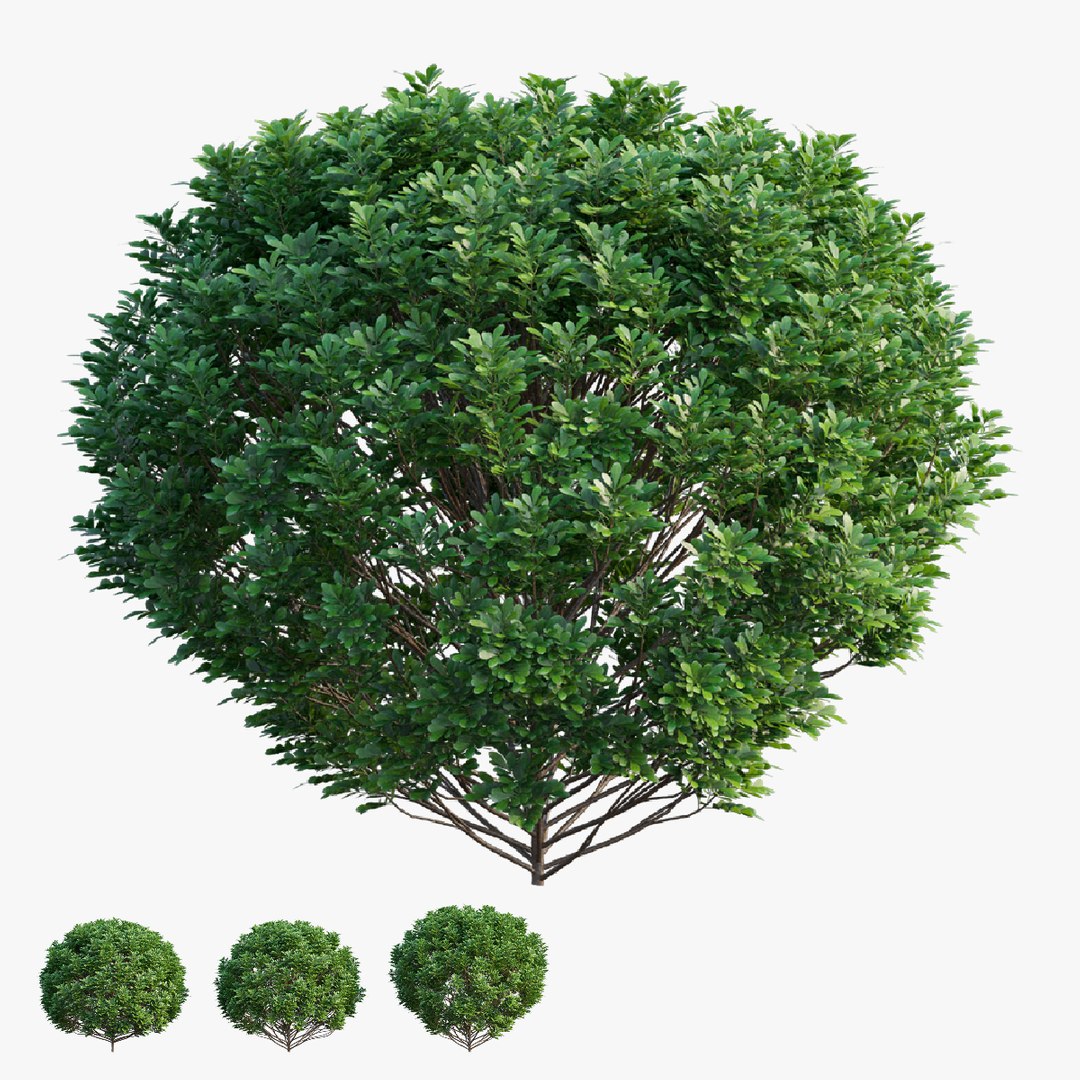 Aglaia duperreana plant set 01 3D model - TurboSquid 1837337