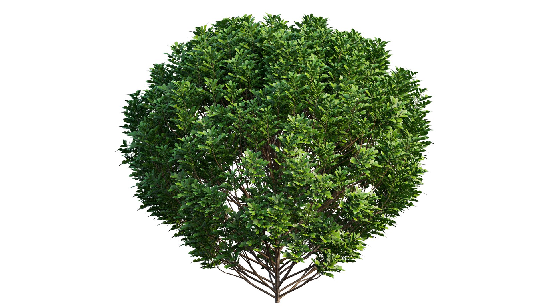 Aglaia duperreana plant set 01 3D model - TurboSquid 1837337