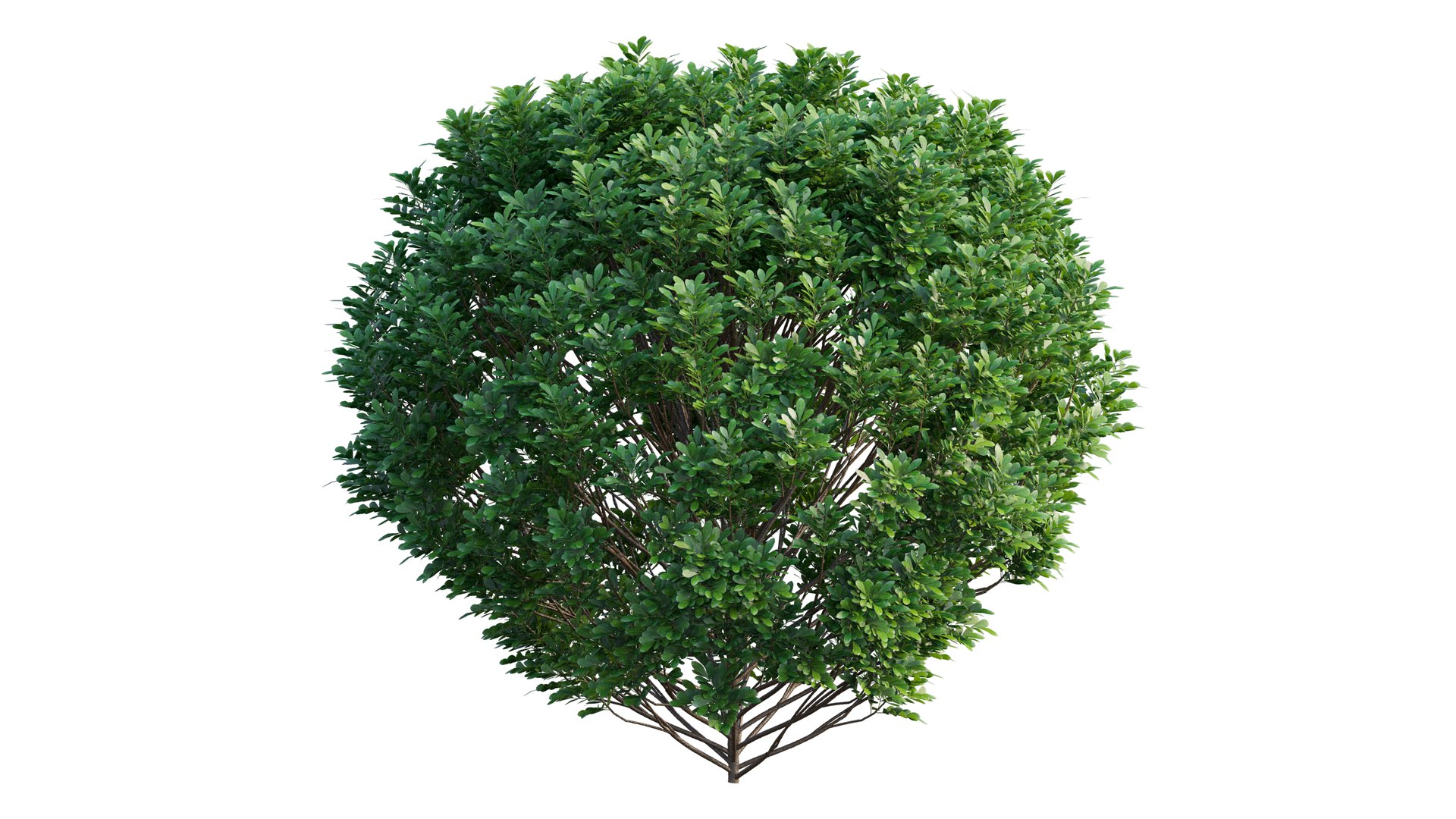 Aglaia duperreana plant set 01 3D model - TurboSquid 1837337