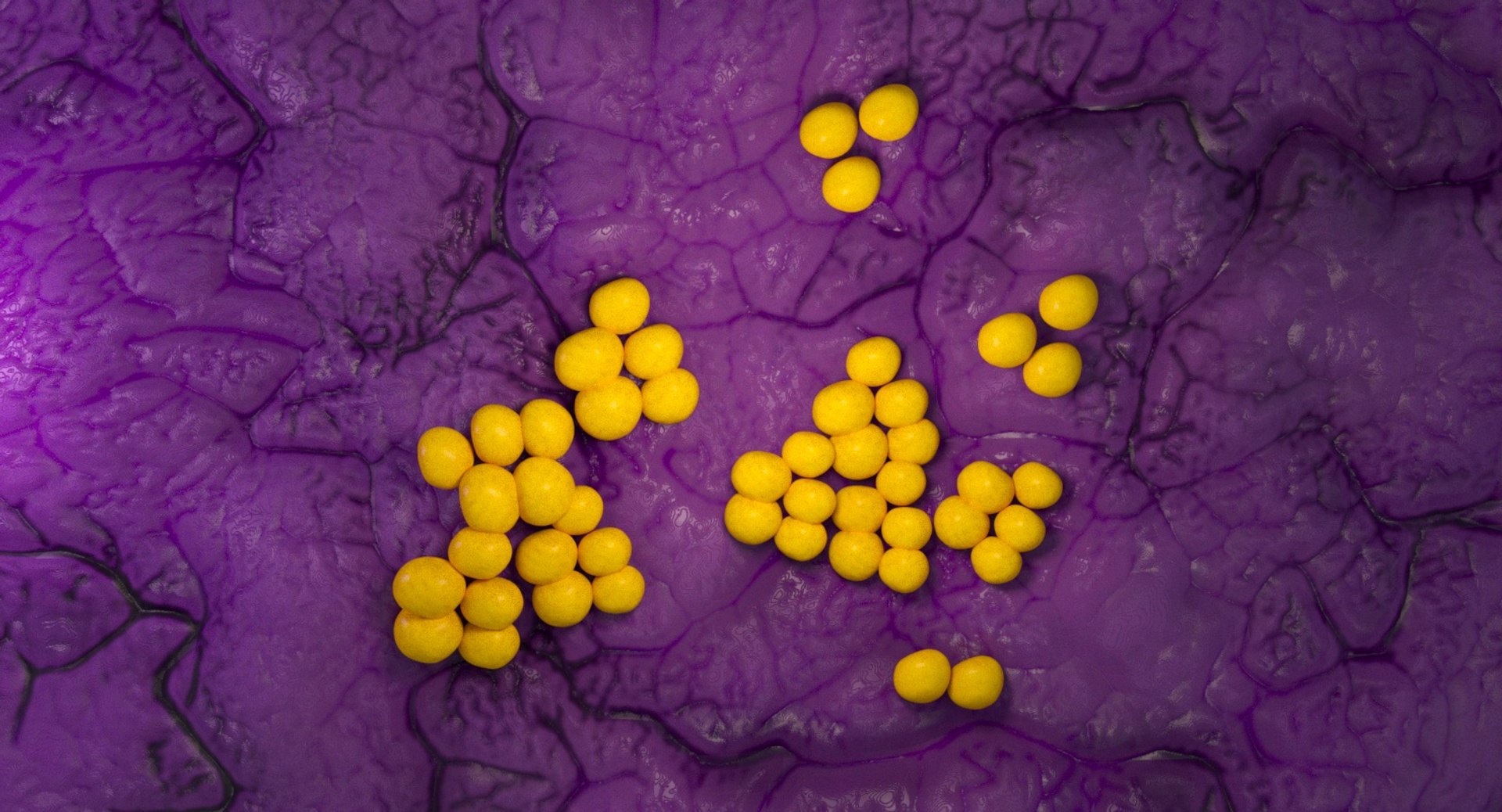 3D Staphylococcus Model - TurboSquid 1323384