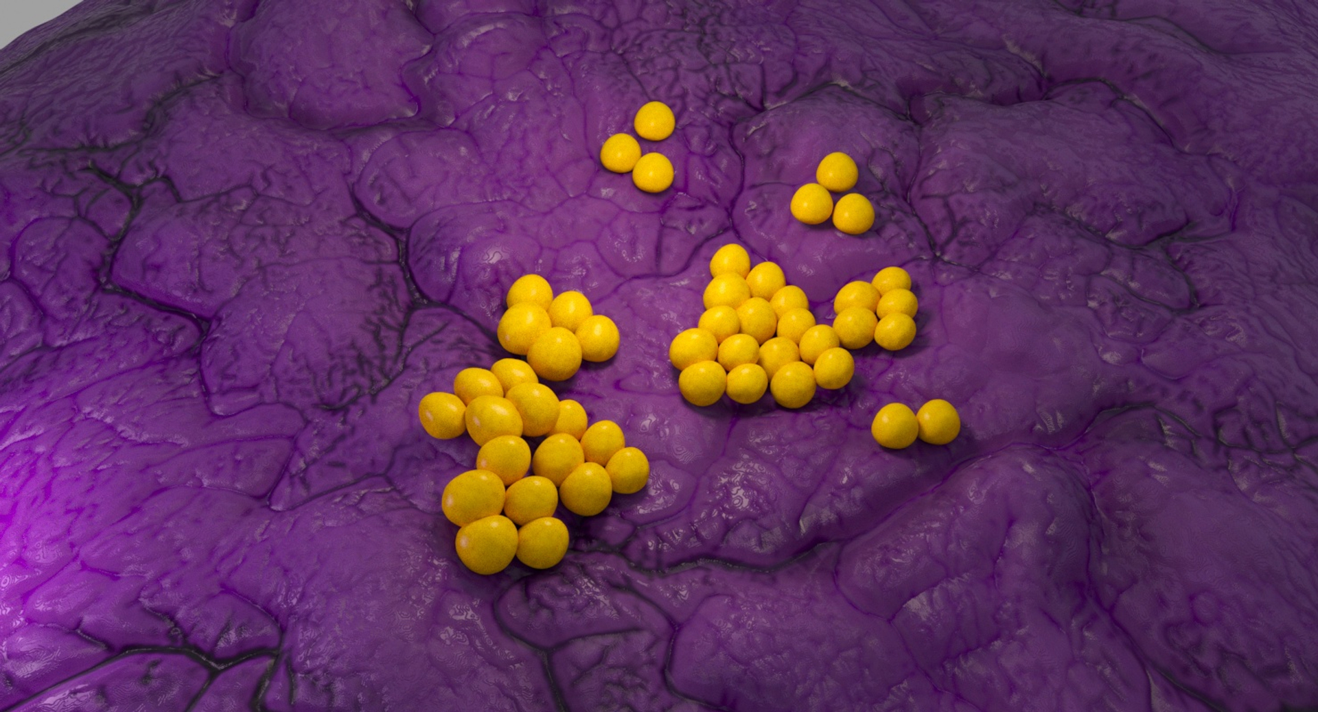 3D Staphylococcus Model - TurboSquid 1323384