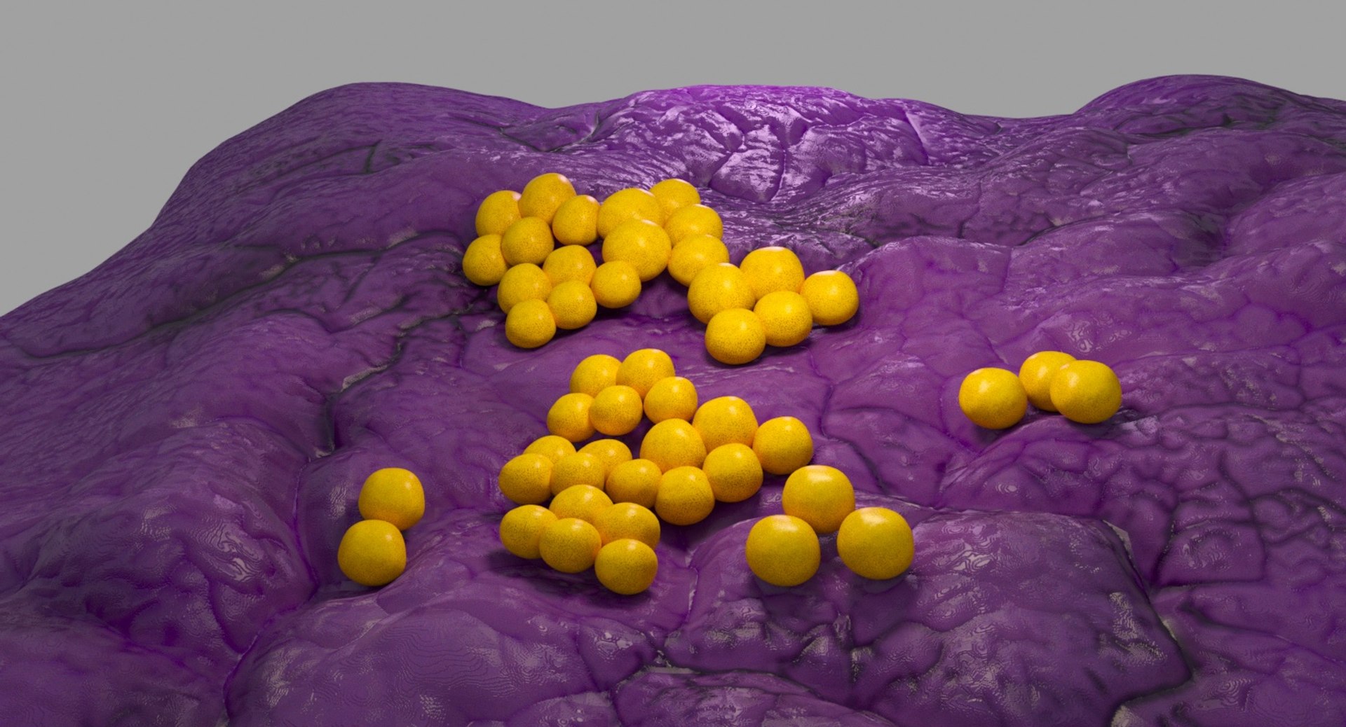 3D Staphylococcus Model - TurboSquid 1323384