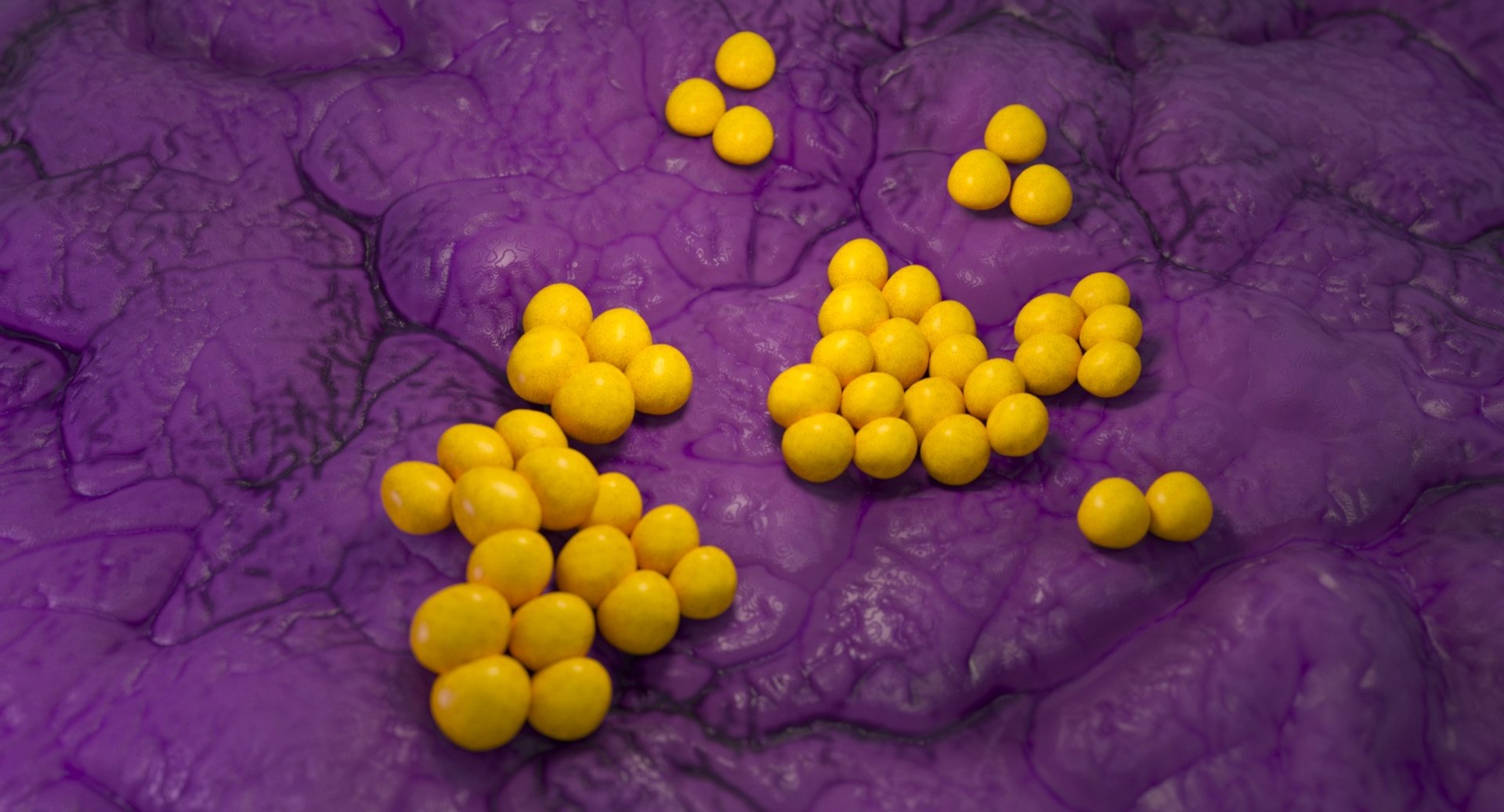 3D Staphylococcus Model - TurboSquid 1323384