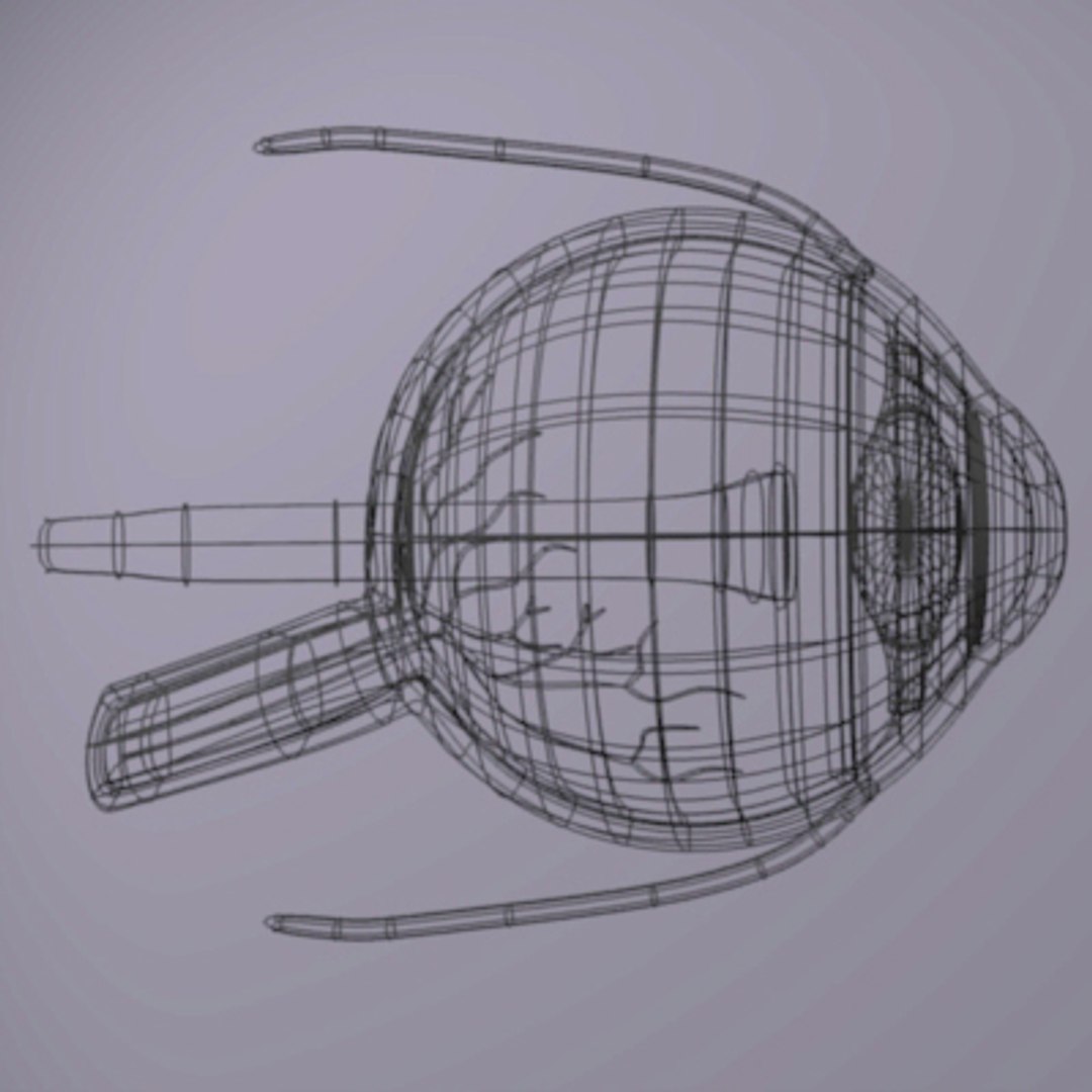 3d Model Eye Section