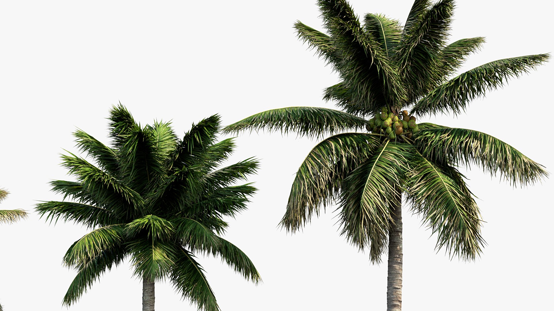Cocos Nucifera - Coconut Palm 3D Model - TurboSquid 2041443