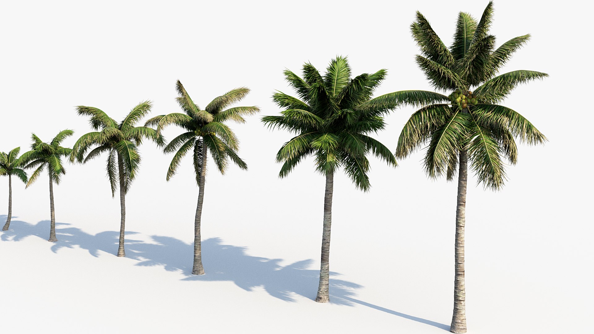 Cocos Nucifera - Coconut Palm 3D Model - TurboSquid 2041443