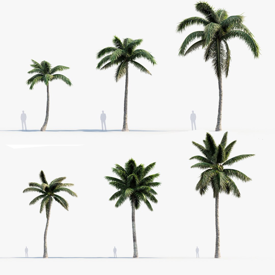 Cocos Nucifera - Coconut Palm 3D Model - TurboSquid 2041443